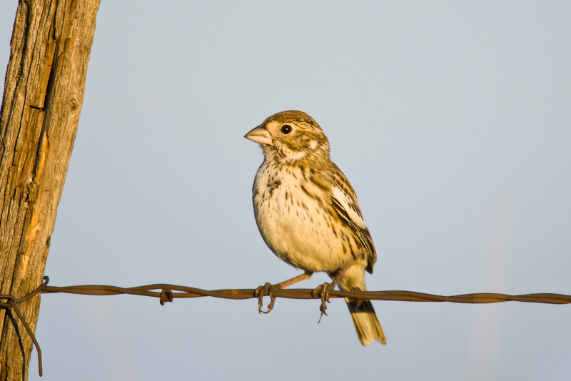 Lark Bunting (Calamospiza melanocorys)