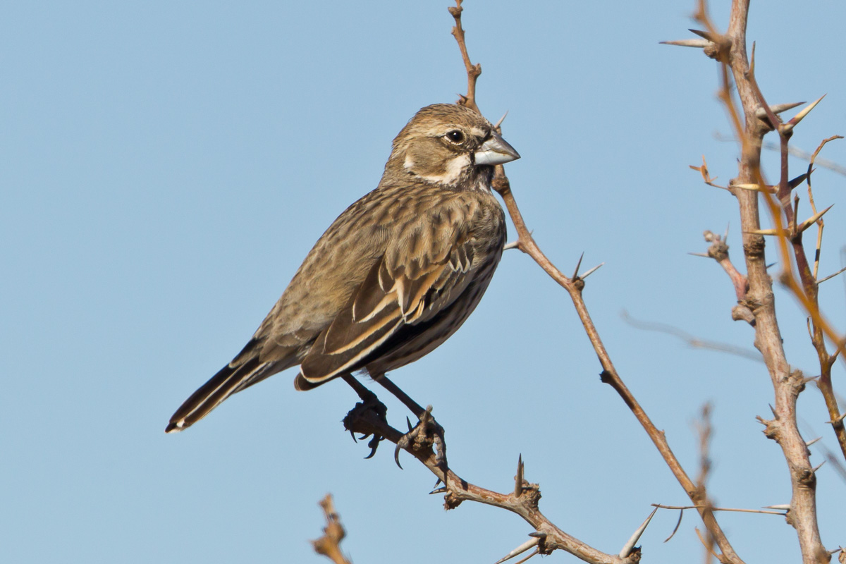 Lark Bunting (Calamospiza melanocorys)