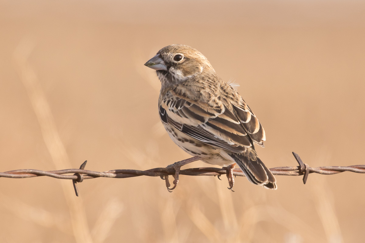 Lark Bunting (Calamospiza melanocorys)