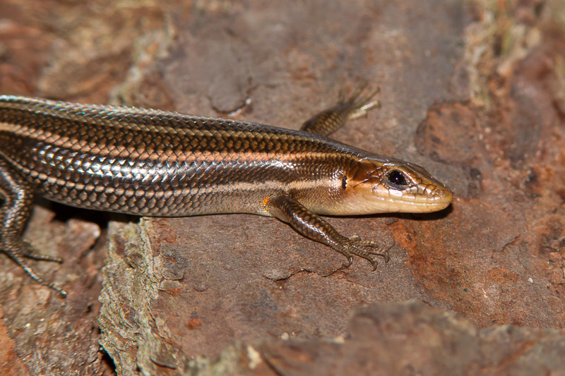 Common Five-lined Skink (Plestiodon fasciatus)