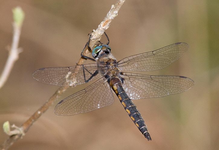 Robust Baskettail (Epitheca [Tetragoneuria] spinosa)