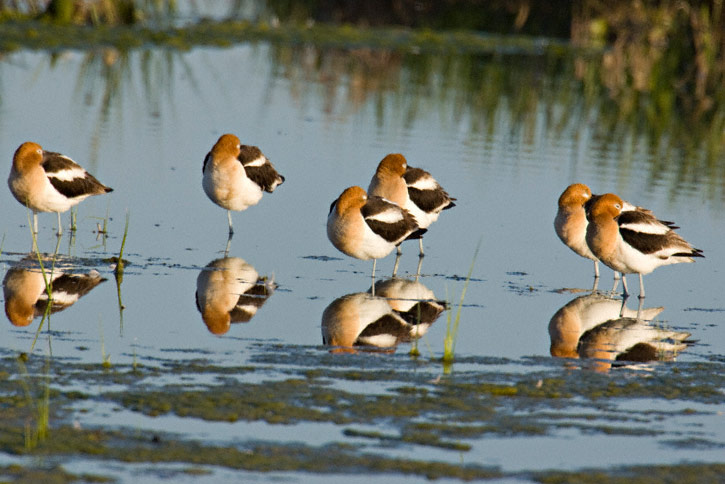 American Avocet (Recurvirostra americana)