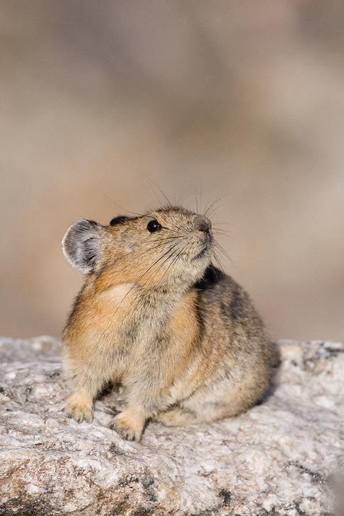 American Pika (Ochotona princeps)