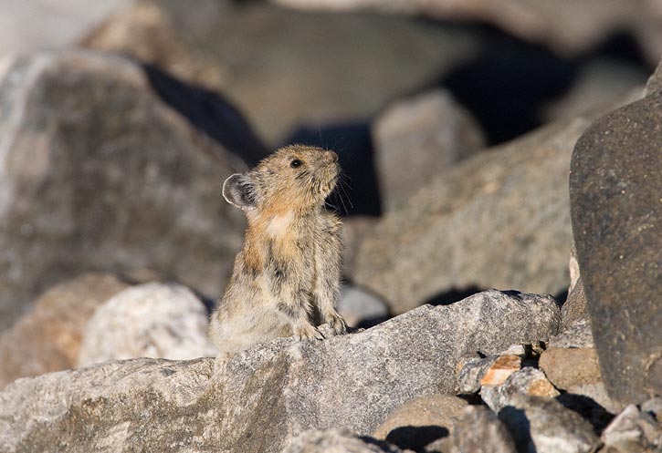 American Pika (Ochotona princeps)