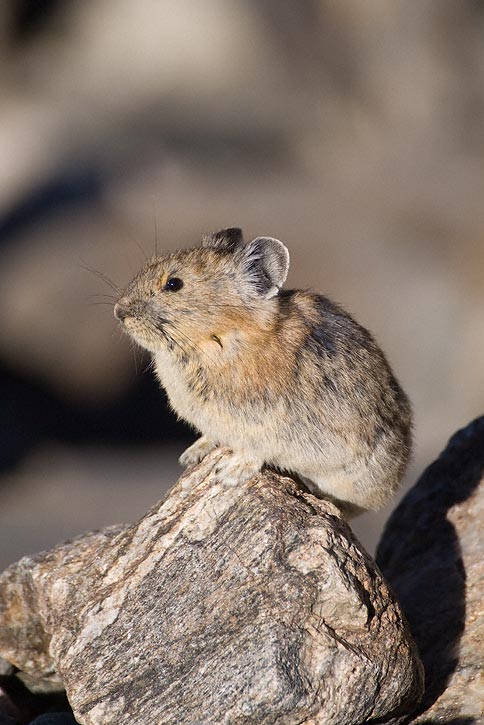 American Pika (Ochotona princeps)
