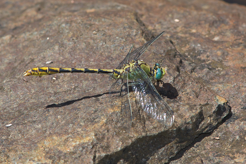 Arizona Snaketail (Ophiogomphus arizonicus)