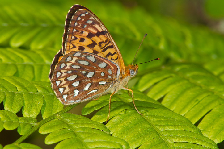 Atlantis Fritillary (Speyeria atlantis)