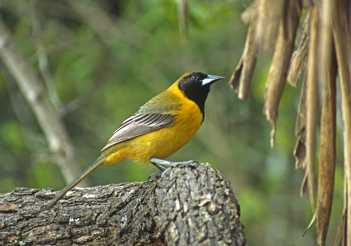 Audubon's Oriole (Icterus graduacauda)