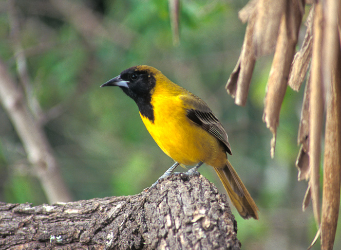 Audubon's Oriole (Icterus graduacauda)