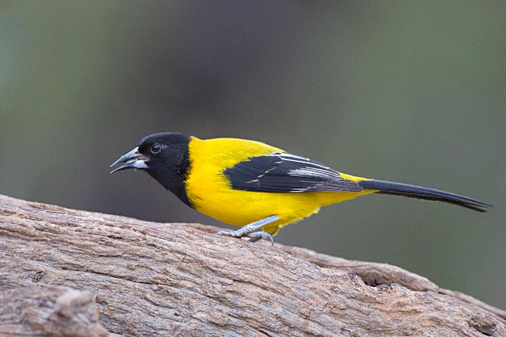 Audubon's Oriole (Icterus graduacauda)