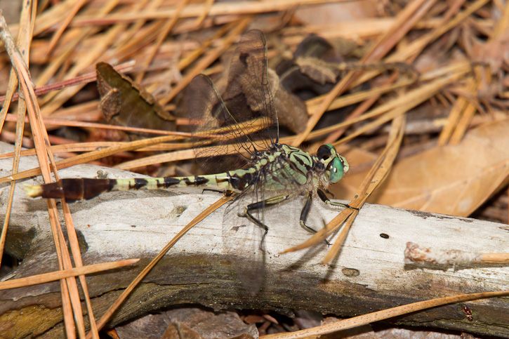 Bayou Clubtail (Arigomphus maxwelli)