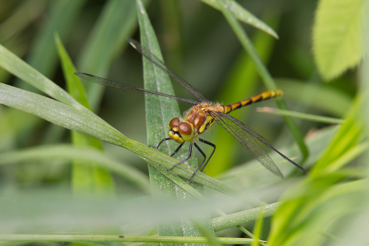 Black Meadowhawk (Sympetrum danae)