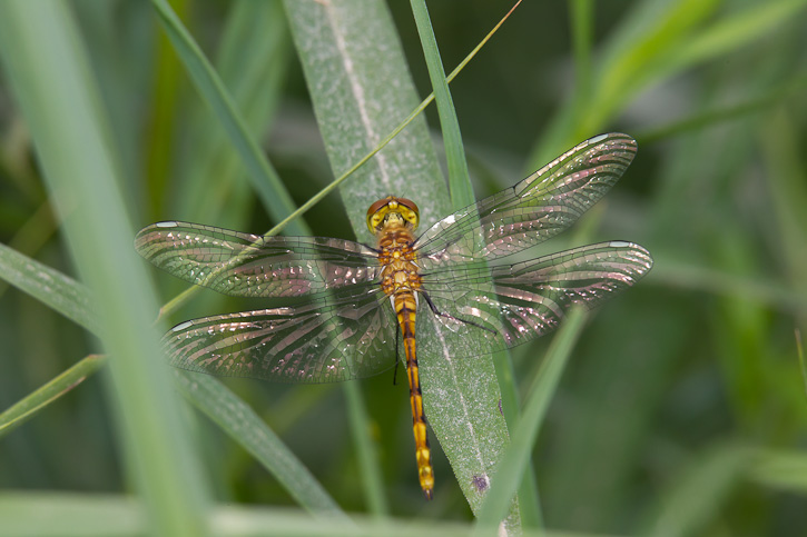 Black Meadowhawk (Sympetrum danae)