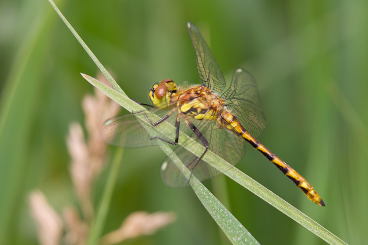 Black Meadowhawk (Sympetrum danae)