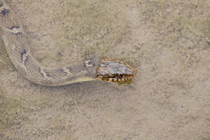 Blotched Water Snake (Nerodia erythrogaster transversa)