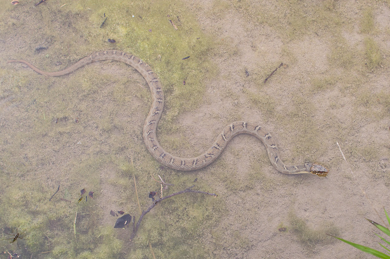 Blotched Water Snake (Nerodia erythrogaster transversa)