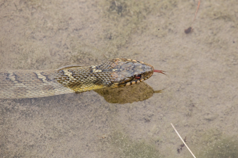 Blotched Water Snake (Nerodia erythrogaster transversa)