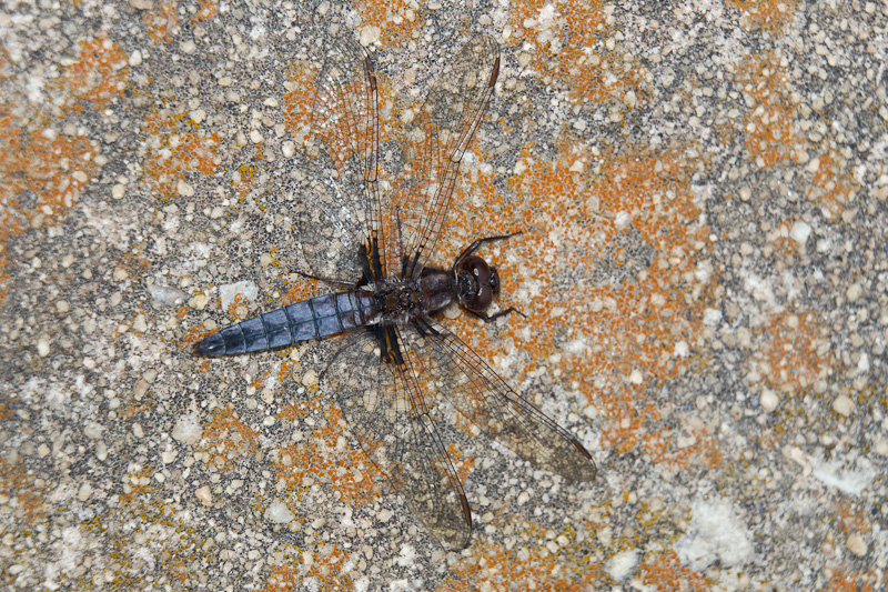 Blue Corporal (Ladona deplanata)