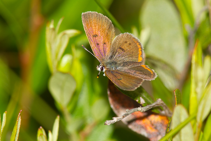 Bog Copper (Lycaena epixanthe)