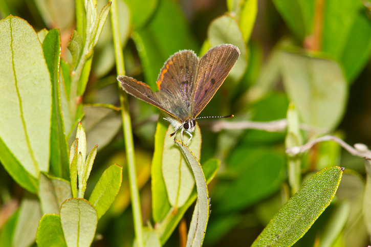 Bog Copper (Lycaena epixanthe)