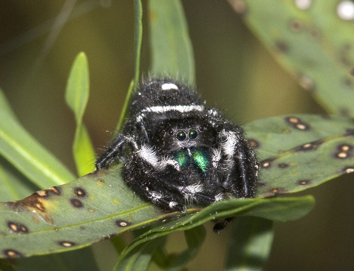 Bold Jumping Spider (Phidippus audax)