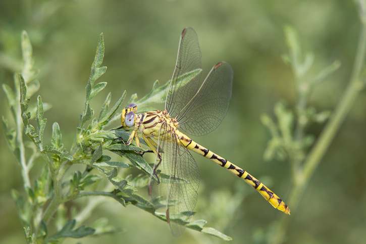 Brimstone Clubtail (Stylurus intricatus)