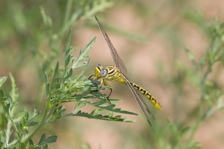 Brimstone Clubtail (Stylurus intricatus)