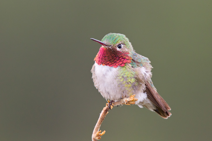 The Broad-tailed Hummingbird (Selasphorus platycercus)