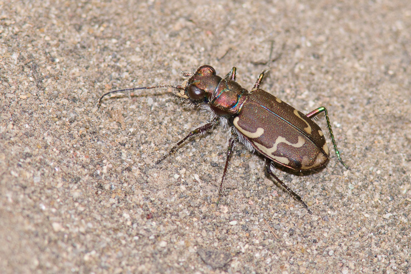Bronzed Tiger Beetle (Cicindela repanda)
