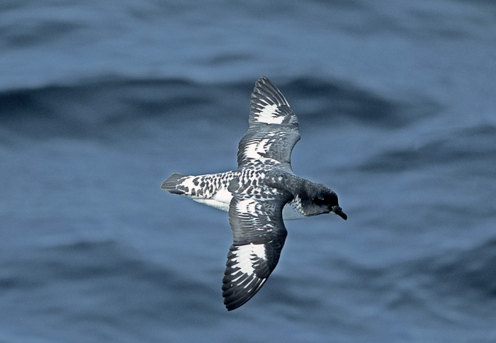 Cape Petrel (Daption capense)