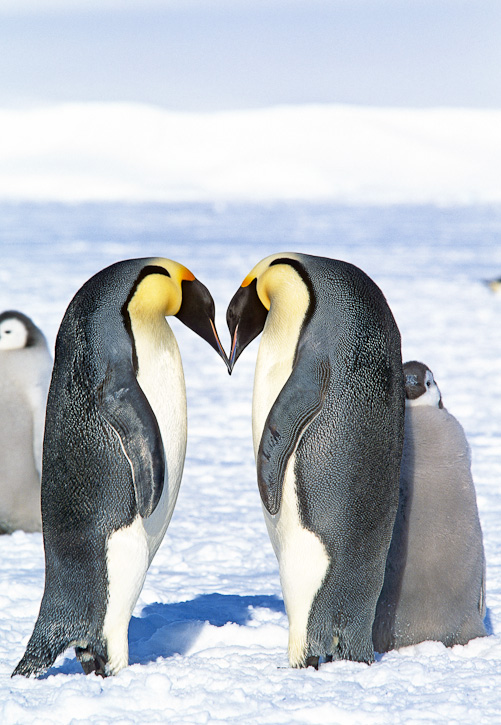 Emperor Penguin Mating