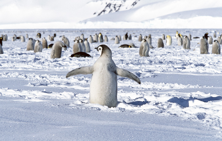 Emperor Penguin (Aptenodytes forsteri)
