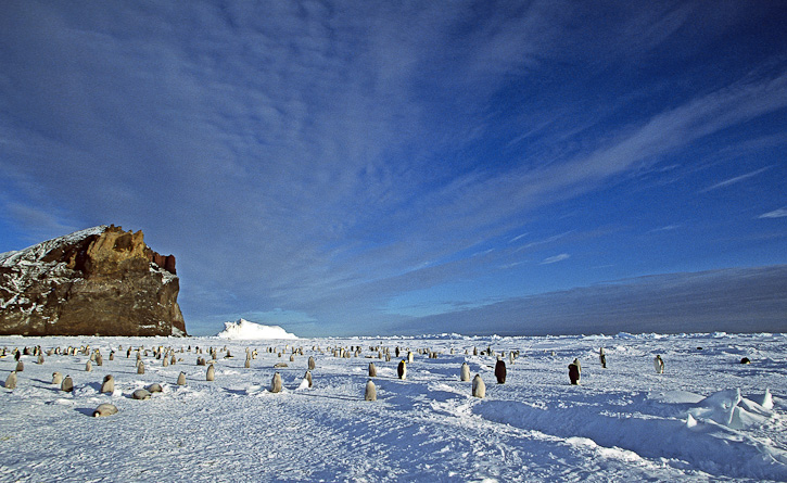 Emperor Penguin (Aptenodytes forsteri)