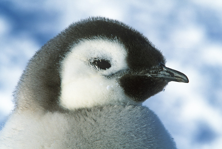 Emperor Penguin (Aptenodytes forsteri)