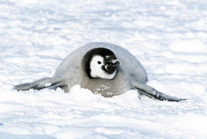 Emperor Penguin (Aptenodytes forsteri)