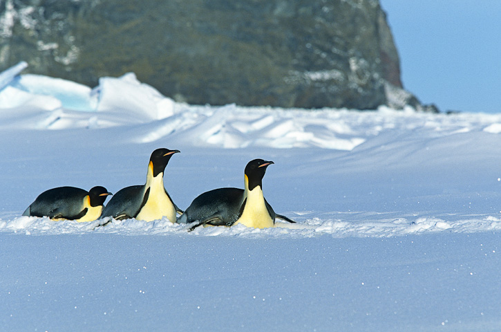 Emperor Penguin (Aptenodytes forsteri)
