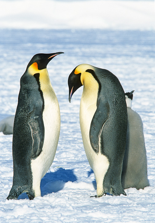Emperor Penguin (Aptenodytes forsteri)