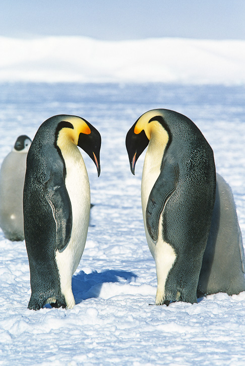 Emperor Penguin (Aptenodytes forsteri)