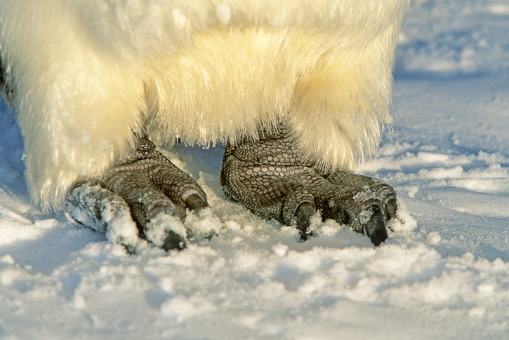 Emperor Penguin (Aptenodytes forsteri)