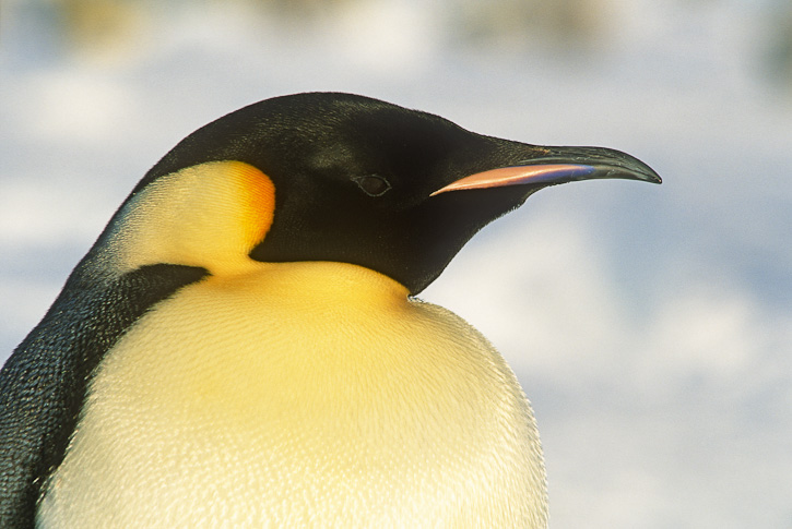 Emperor Penguin (Aptenodytes forsteri)