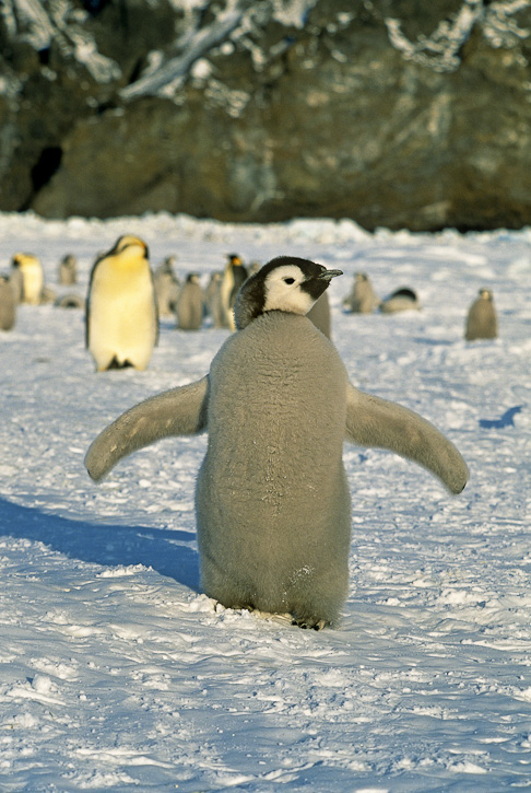 Emperor Penguin (Aptenodytes forsteri)
