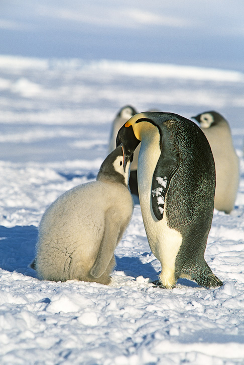 Emperor Penguin (Aptenodytes forsteri)