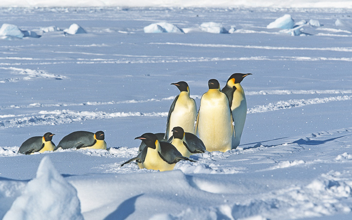 Emperor Penguin (Aptenodytes forsteri)