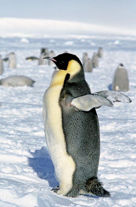Emperor Penguin (Aptenodytes forsteri)