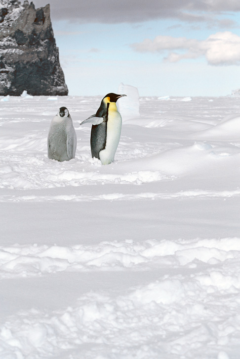 Emperor Penguin (Aptenodytes forsteri)
