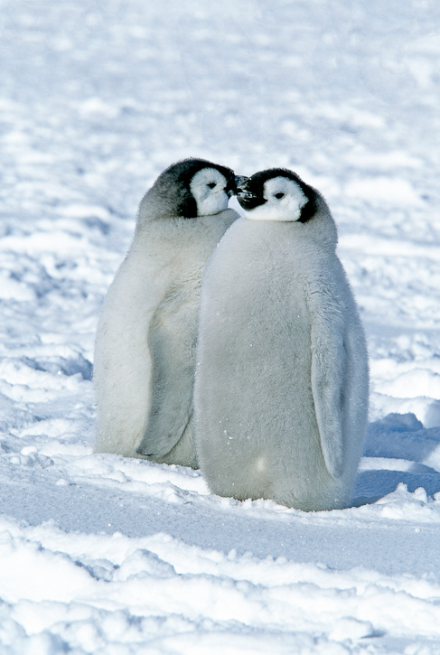Emperor Penguin (Aptenodytes forsteri)