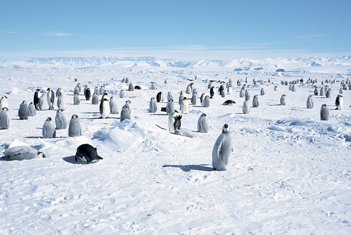 Emperor Penguin (Aptenodytes forsteri)
