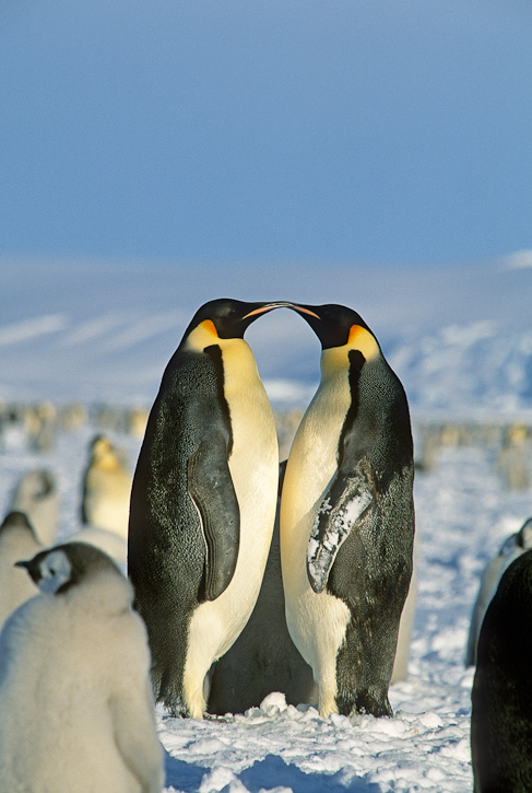 Emperor Penguin (Aptenodytes forsteri)