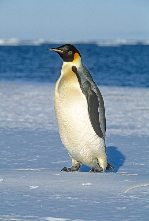 Emperor Penguin (Aptenodytes forsteri)