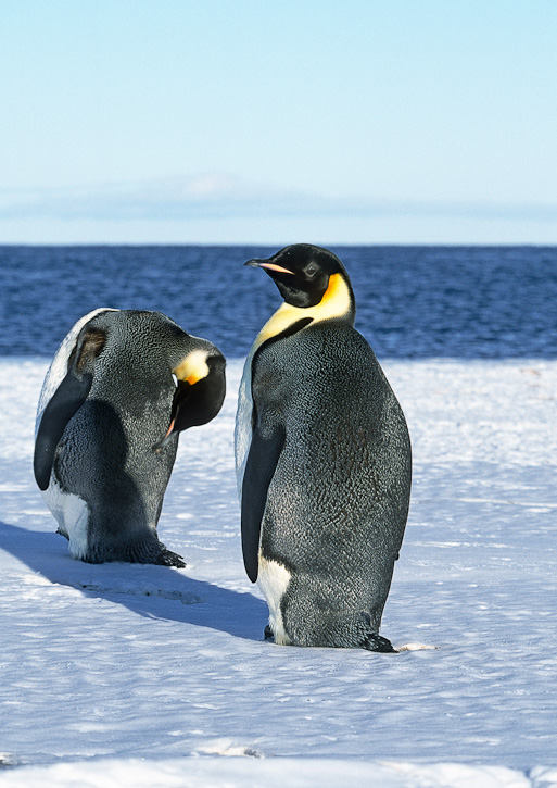 Emperor Penguin (Aptenodytes forsteri)